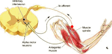 Auckland Shoulder Clinic | FAQ